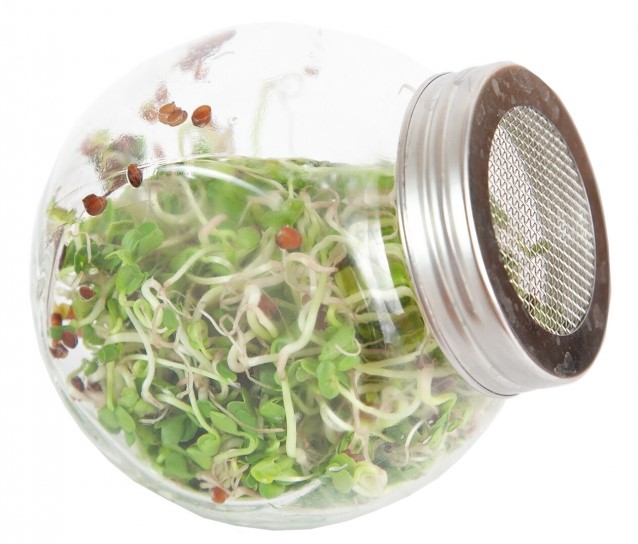 Organic Sprouting Salademix glazenpot BIO Les graines de france