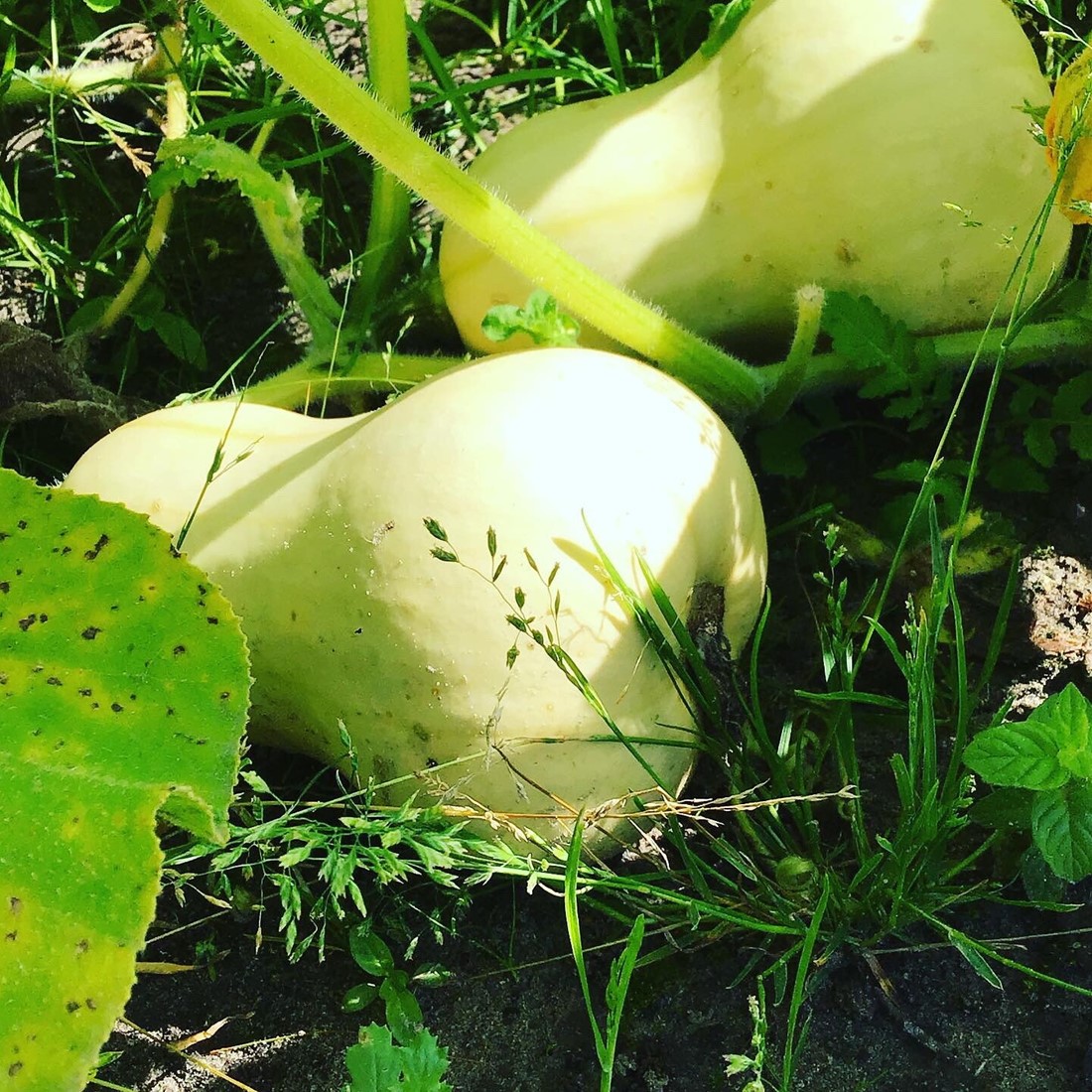 Eetbare Pompoen Waltham Butternut – Buzzy Organic Seeds Les graines de ...