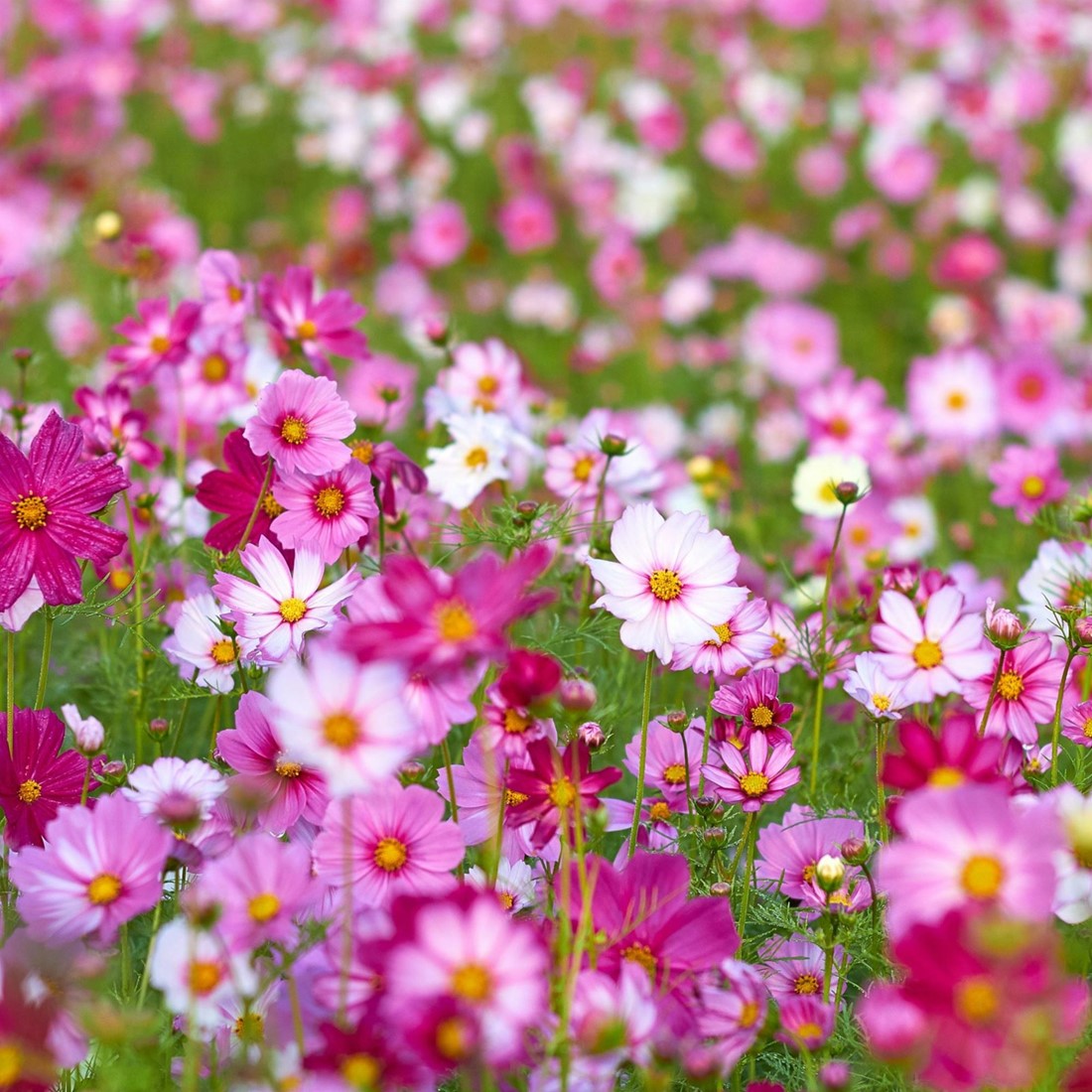 Cosmos Mix Greengift Les graines de france