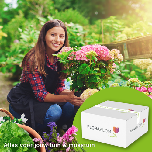 Acheter Giroflée des Jardins Dwarf Ten Week Mix? Commander des graines ...