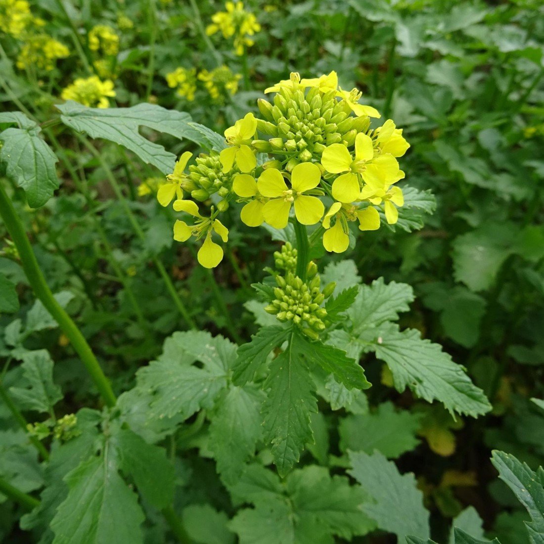 Mosterd Witte - Sinapis alba 1KG Les graines de france