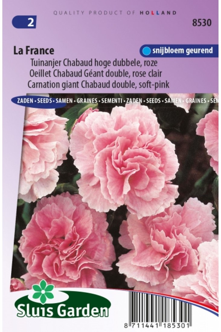 Anjer La France - Dianthus Chabaud Les graines de france